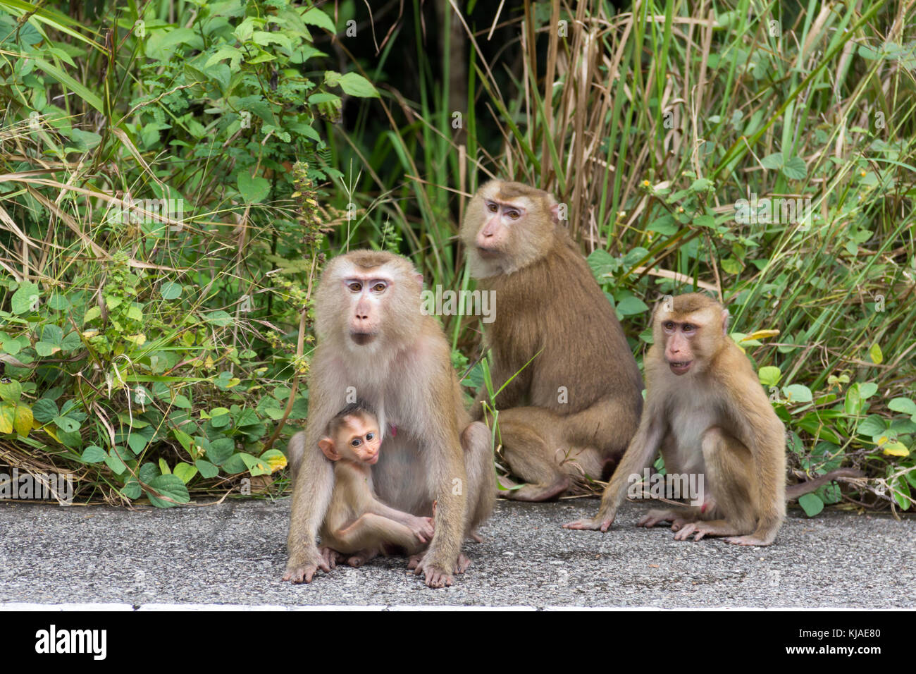 Monkeys in Ubud Sacred Monkey Forest. Bali, Indonesia Stock Photo - Alamy