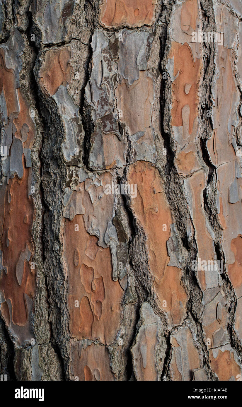 Close up elm tree bark hi-res stock photography and images - Alamy