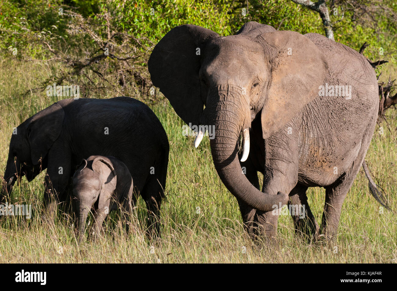 Elephant safari kenya hi-res stock photography and images - Alamy