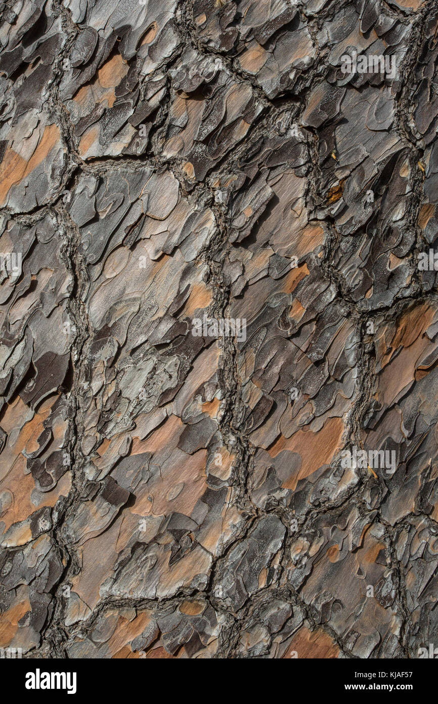 Wooden texture. pine tree, close-up view Stock Photo - Alamy