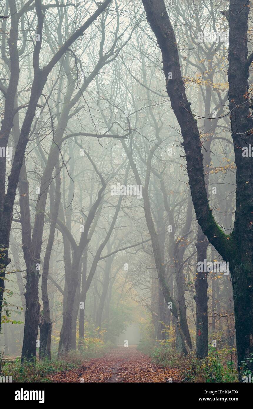 Beautiful autumn landscape. Road with misty trees in the forest Stock ...