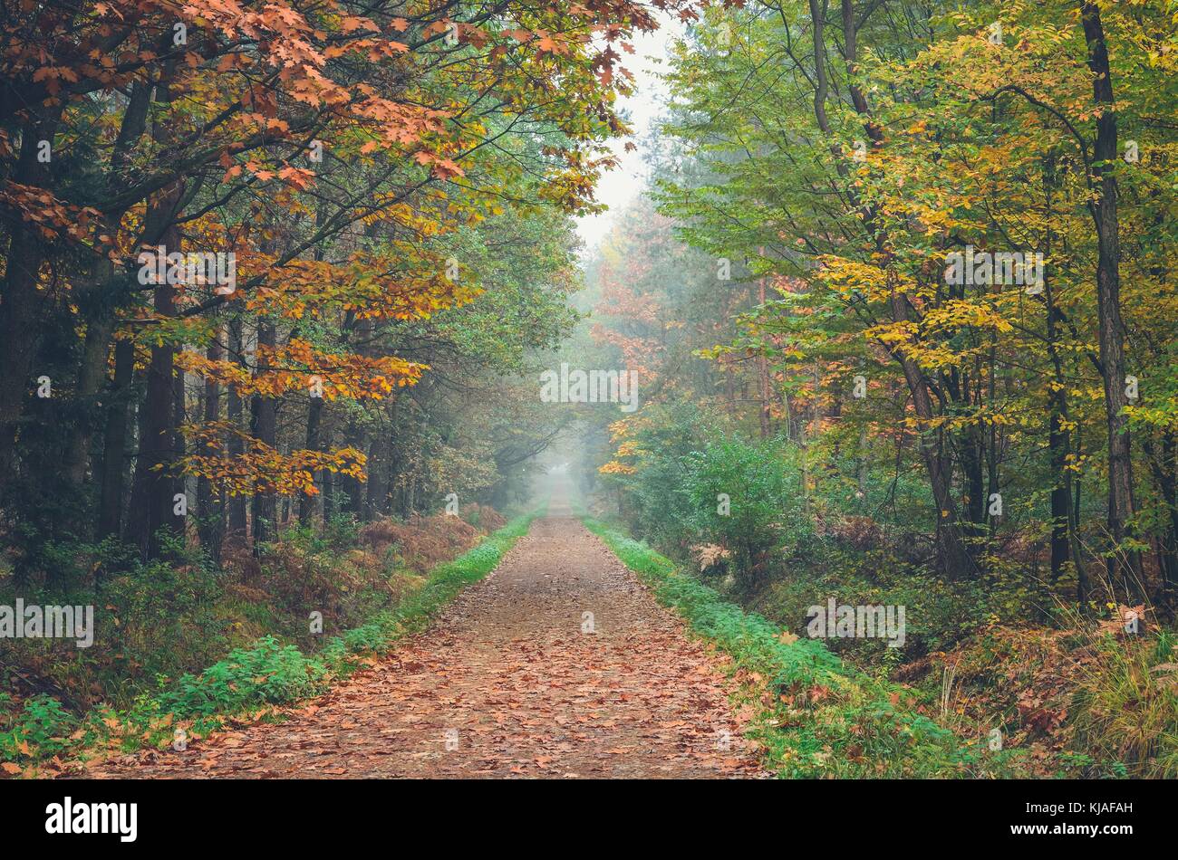 Beautiful autumn landscape. Road with colorful trees in the forest ...