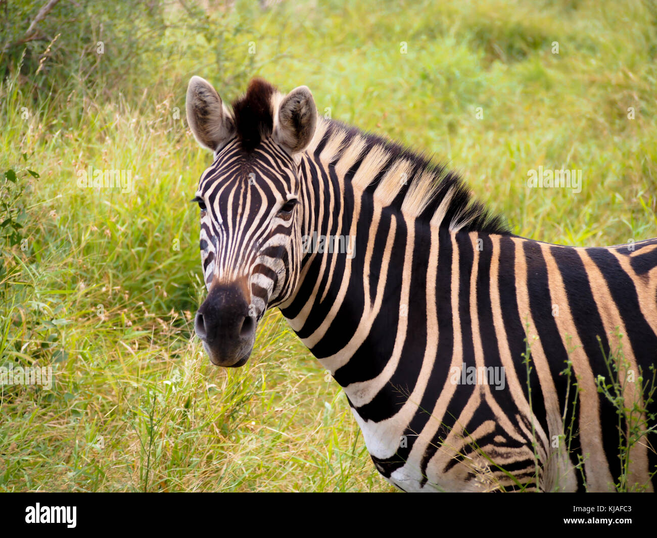 Zebra looking at the camera lens Stock Photo - Alamy