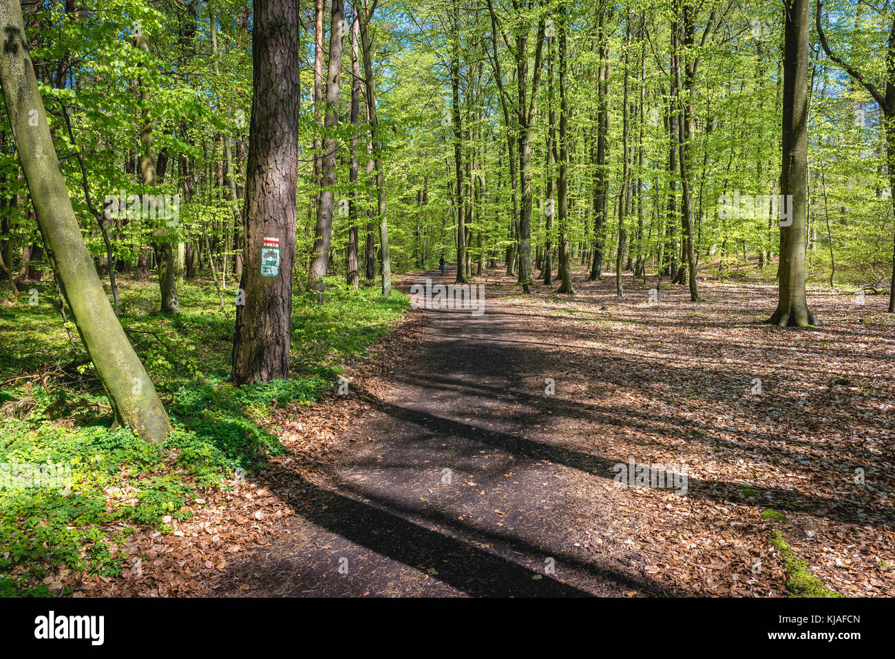 R10 bike path between Baltic seaside villages of Chlopy and Mielenko in ...