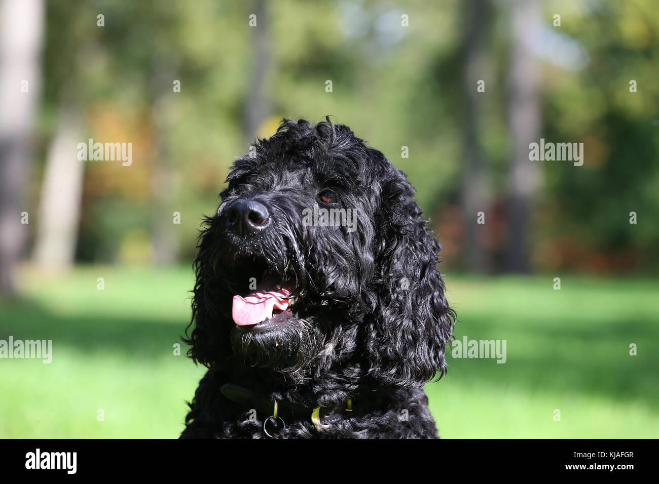Labradoodle headshot hi-res stock photography and images - Alamy