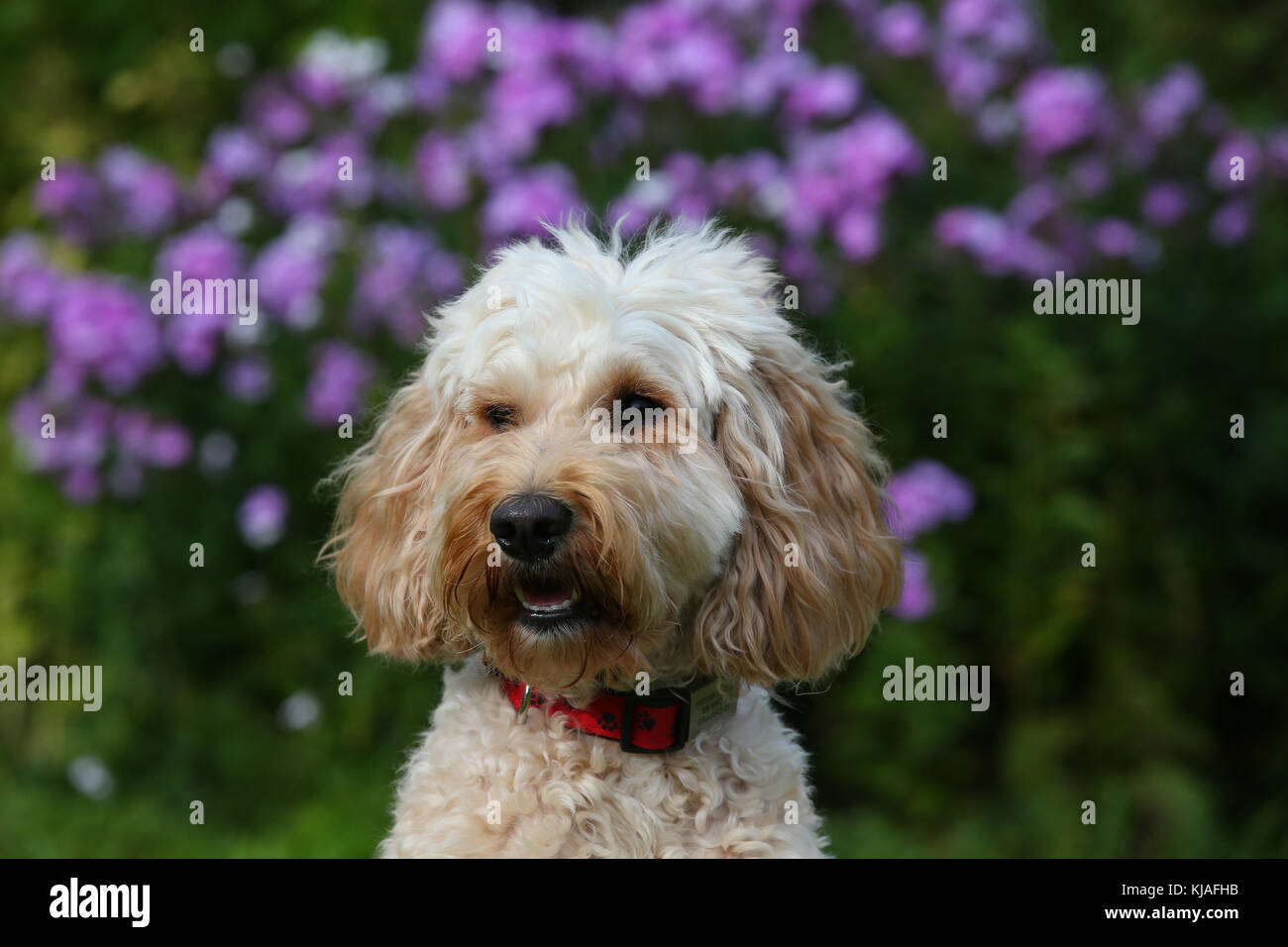 Labradoodle headshot hi-res stock photography and images - Alamy
