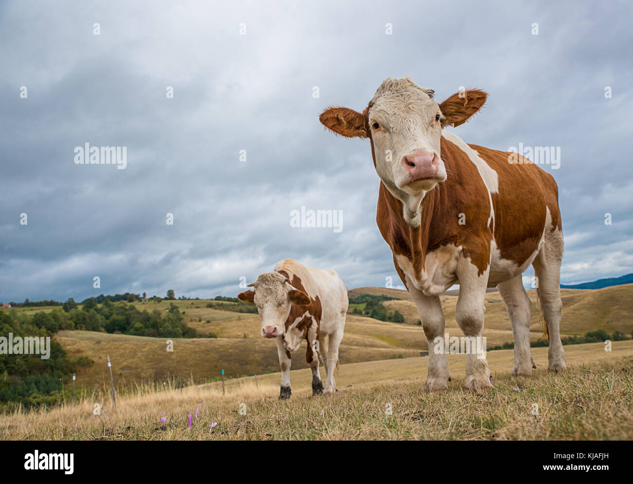 Cows simental race, on the meadow Stock Photo - Alamy