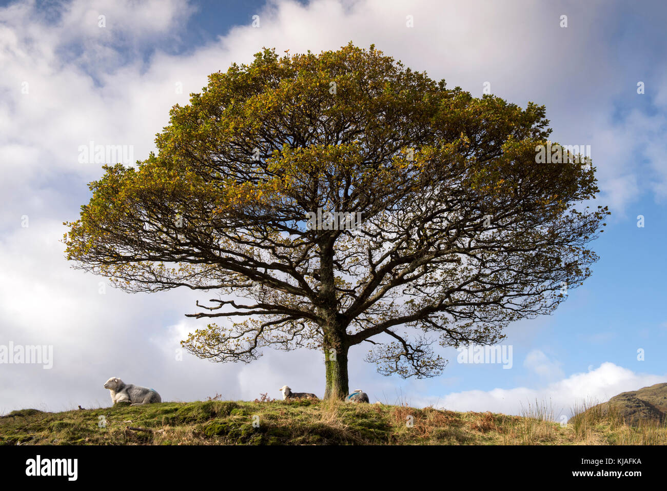 Sheltering under tree hi-res stock photography and images - Alamy