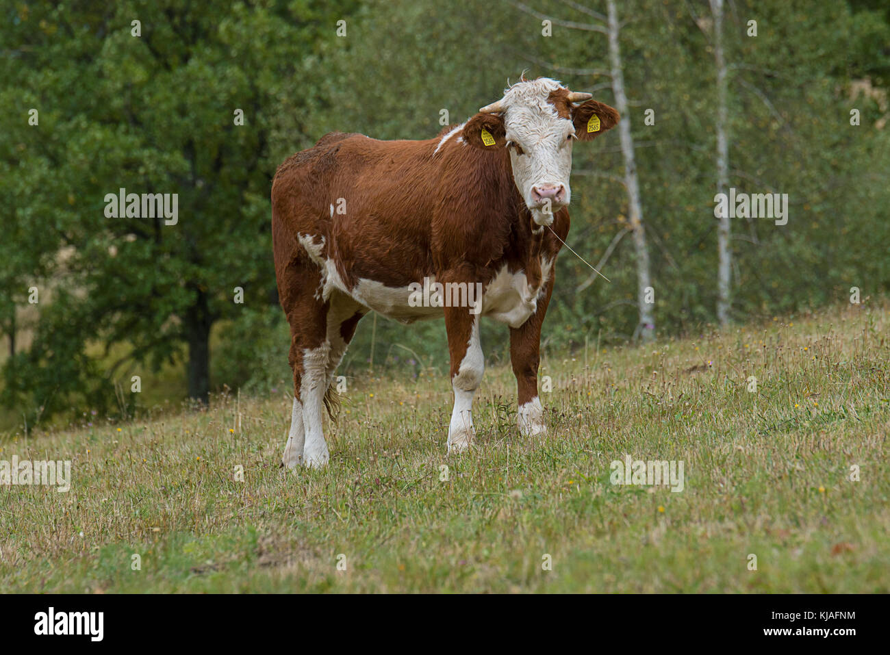 Cow simental race, on the meadow Stock Photo - Alamy