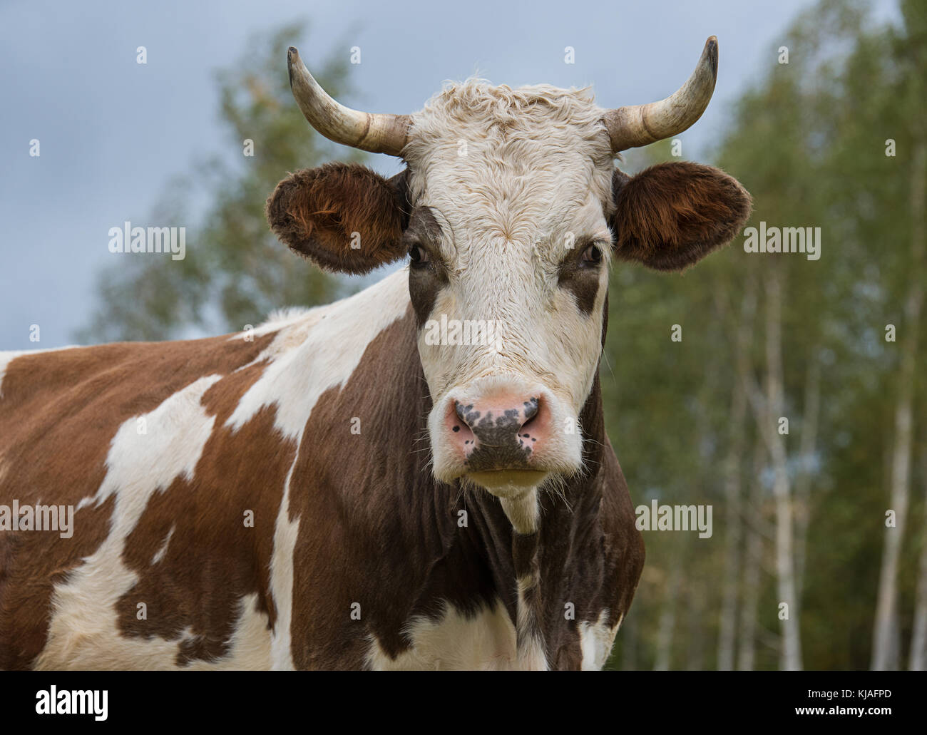Cow simental race, on the meadow Stock Photo - Alamy