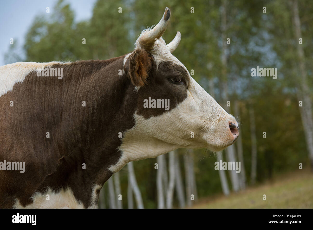 Cow simental race, on the meadow Stock Photo - Alamy