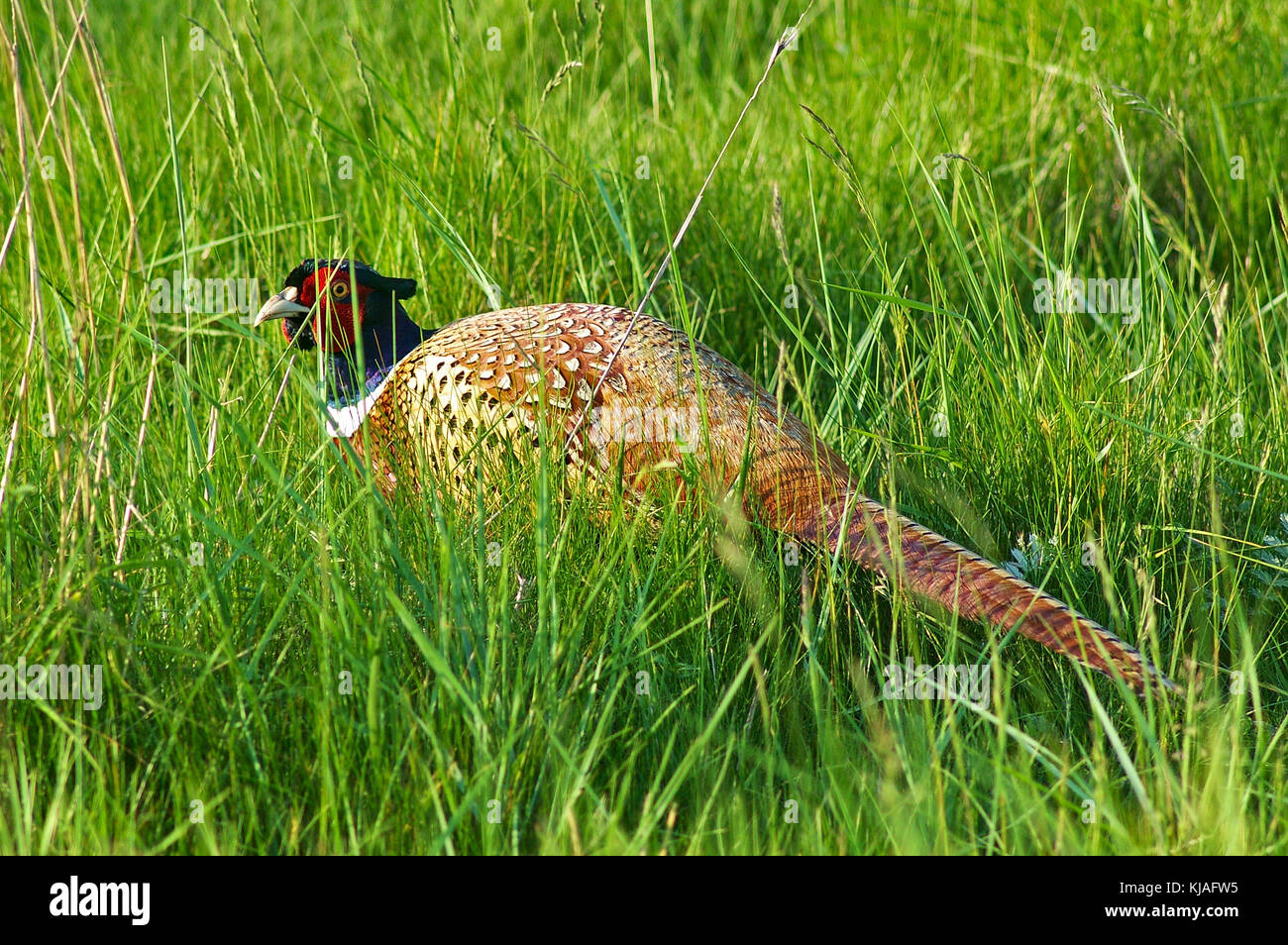 Pheasant hiding in the high grass Stock Photo - Alamy