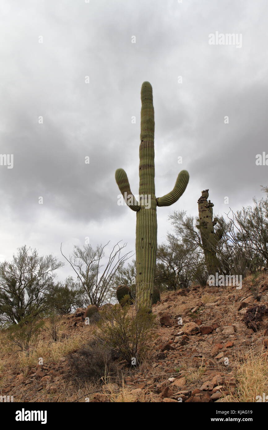 Saguaro Cactus - Tucson - USA Stock Photo - Alamy