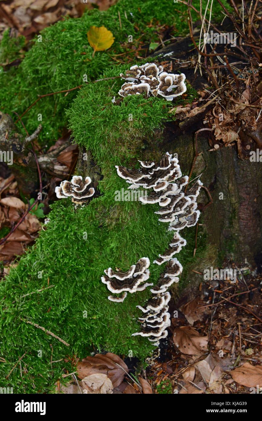 Smoky Polypore, Smoky Bracket (Bjerkandera adusta) mass development of ...