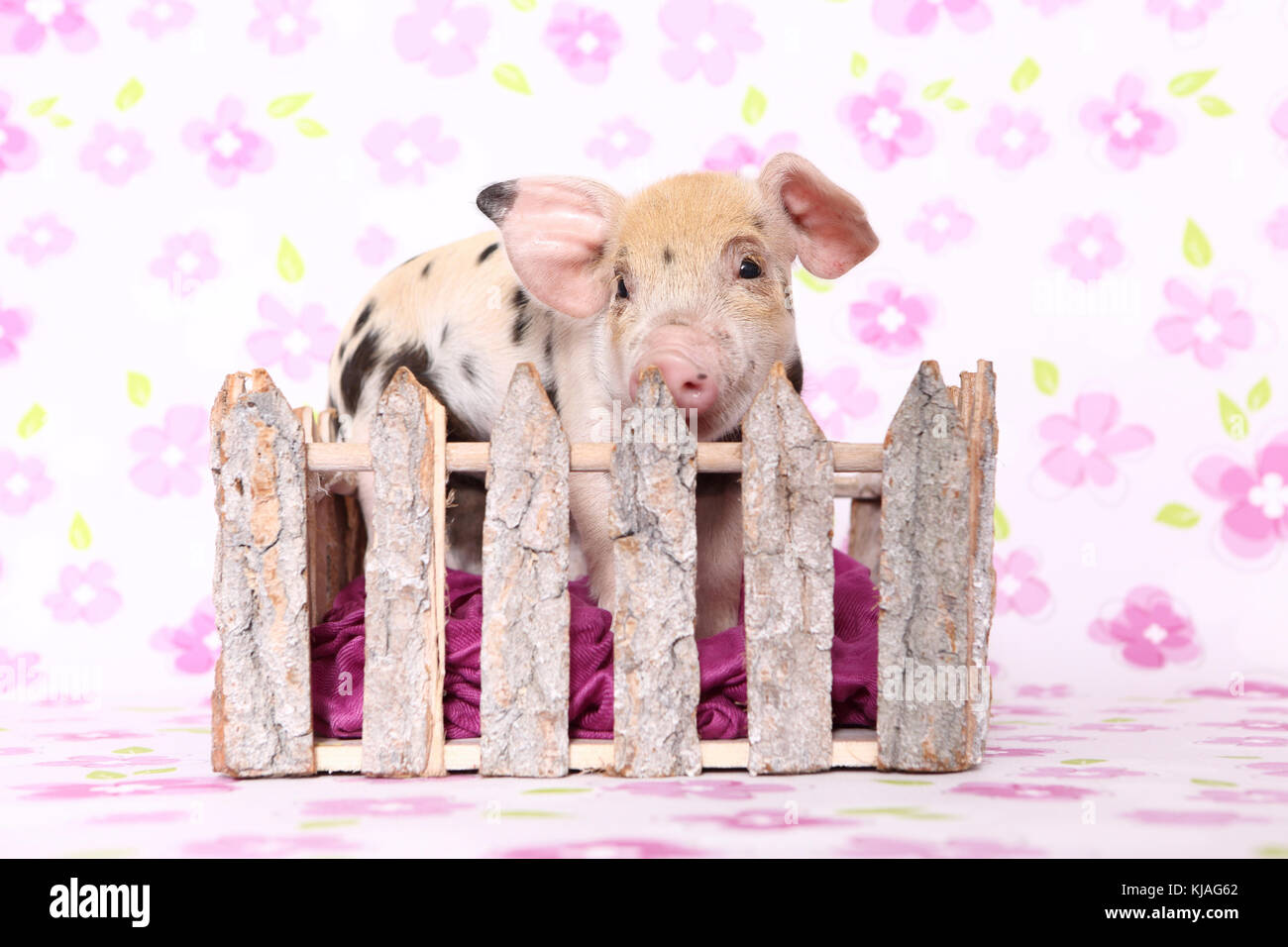 Domestic Pig, Turopolje x ?. Piglet standing in a small enclosure ...