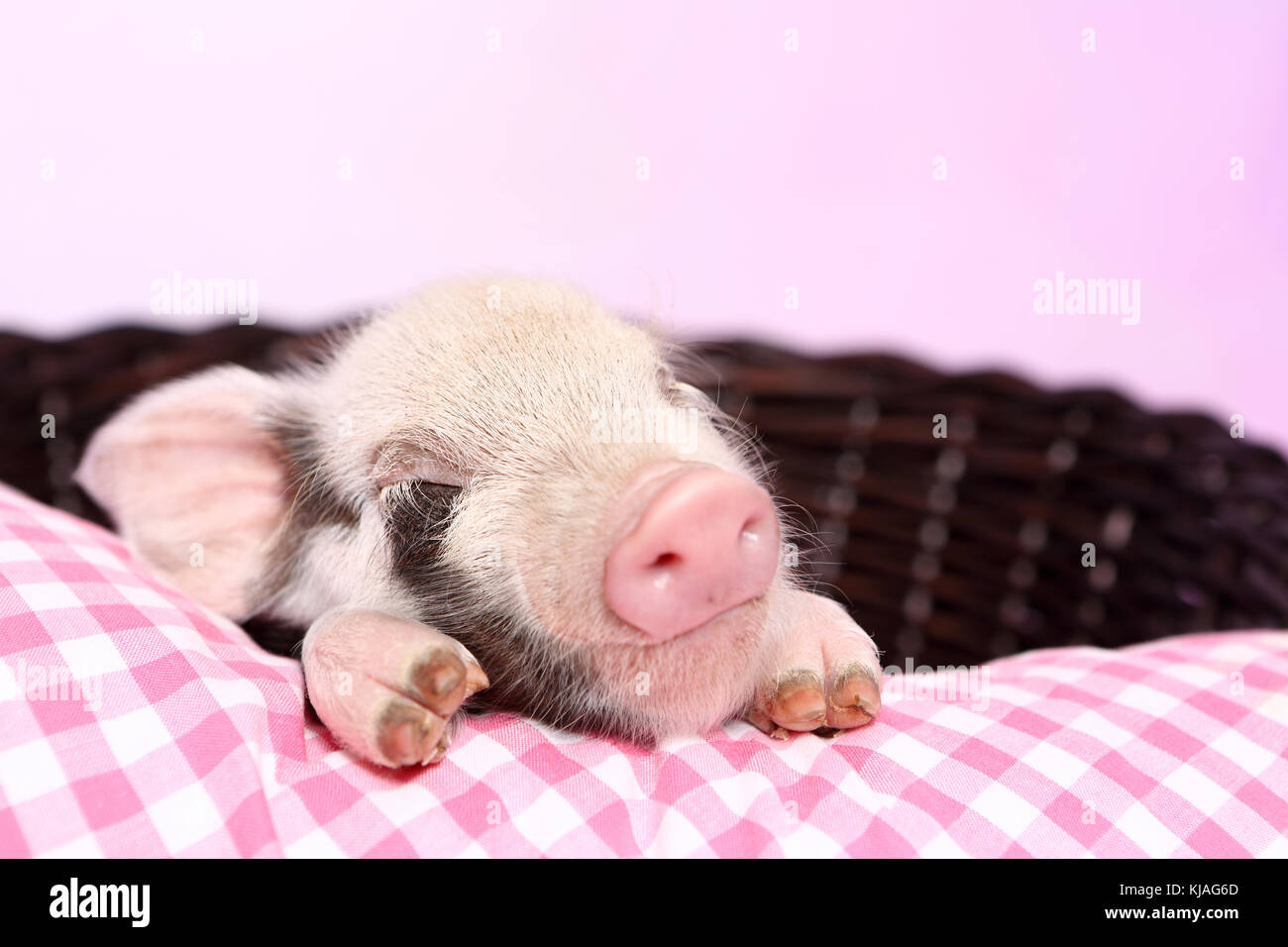 Sleepy Piglet