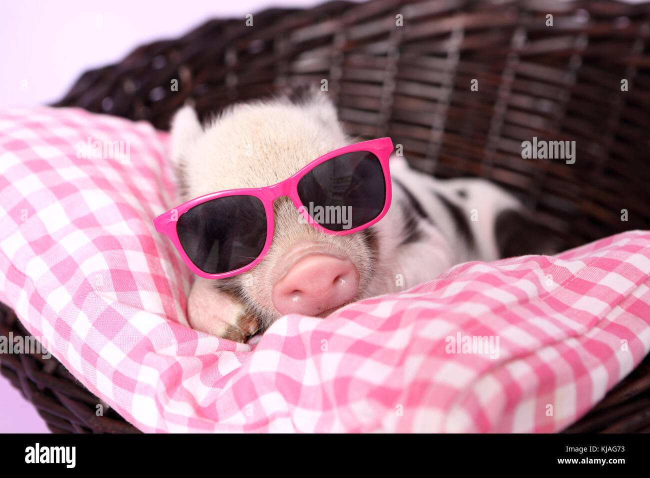 Domestic Pig, Turopolje x ?. Piglet sleeping on pink-checkered pillow ...