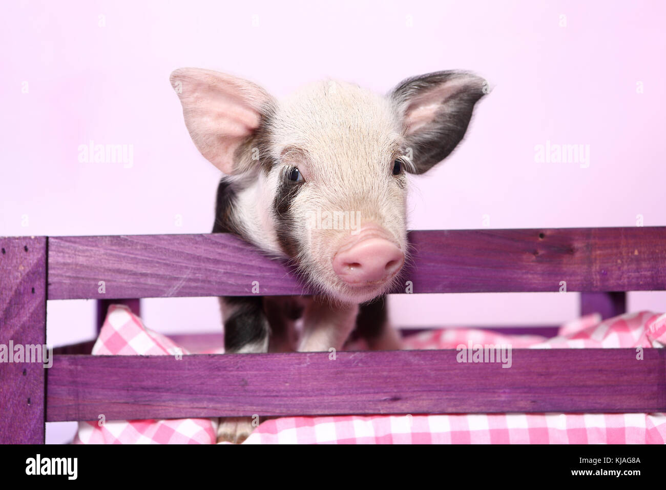 Domestic Pig, Turopolje x ?. Piglet looking over a purple wooden rail ...