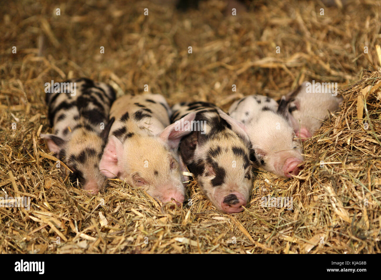 Domestic Pig, Turopolje x ?. Piglets sleeping in straw. Germany Stock ...