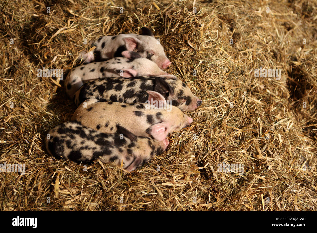 Domestic Pig, Turopolje x ?. Piglets sleeping in straw. Germany Stock ...