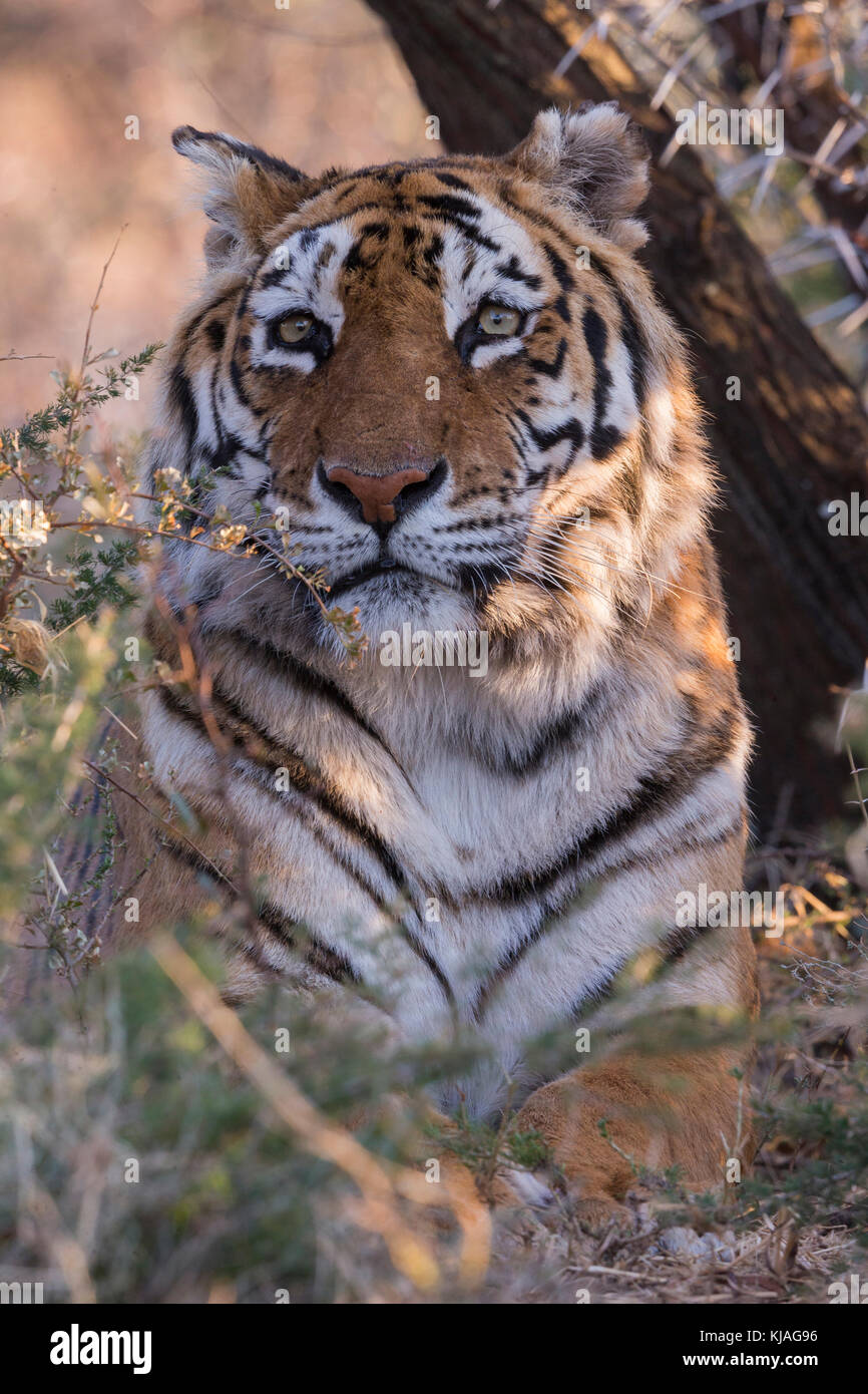 Asian (Bengal) Tiger (Panthera tigris tigris) resting in its hide Stock ...