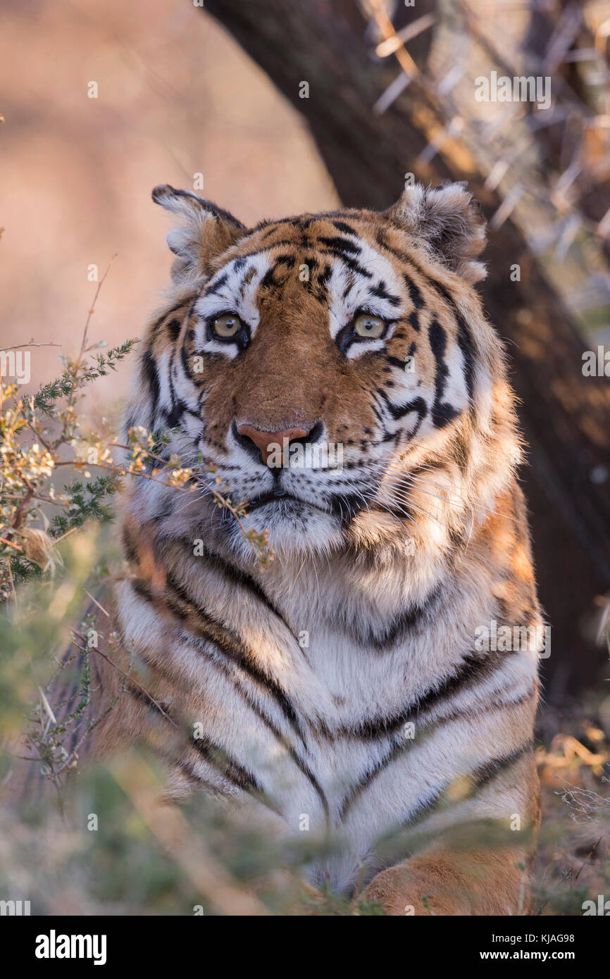Asian (Bengal) Tiger (Panthera tigris tigris) resting in its hide Stock ...