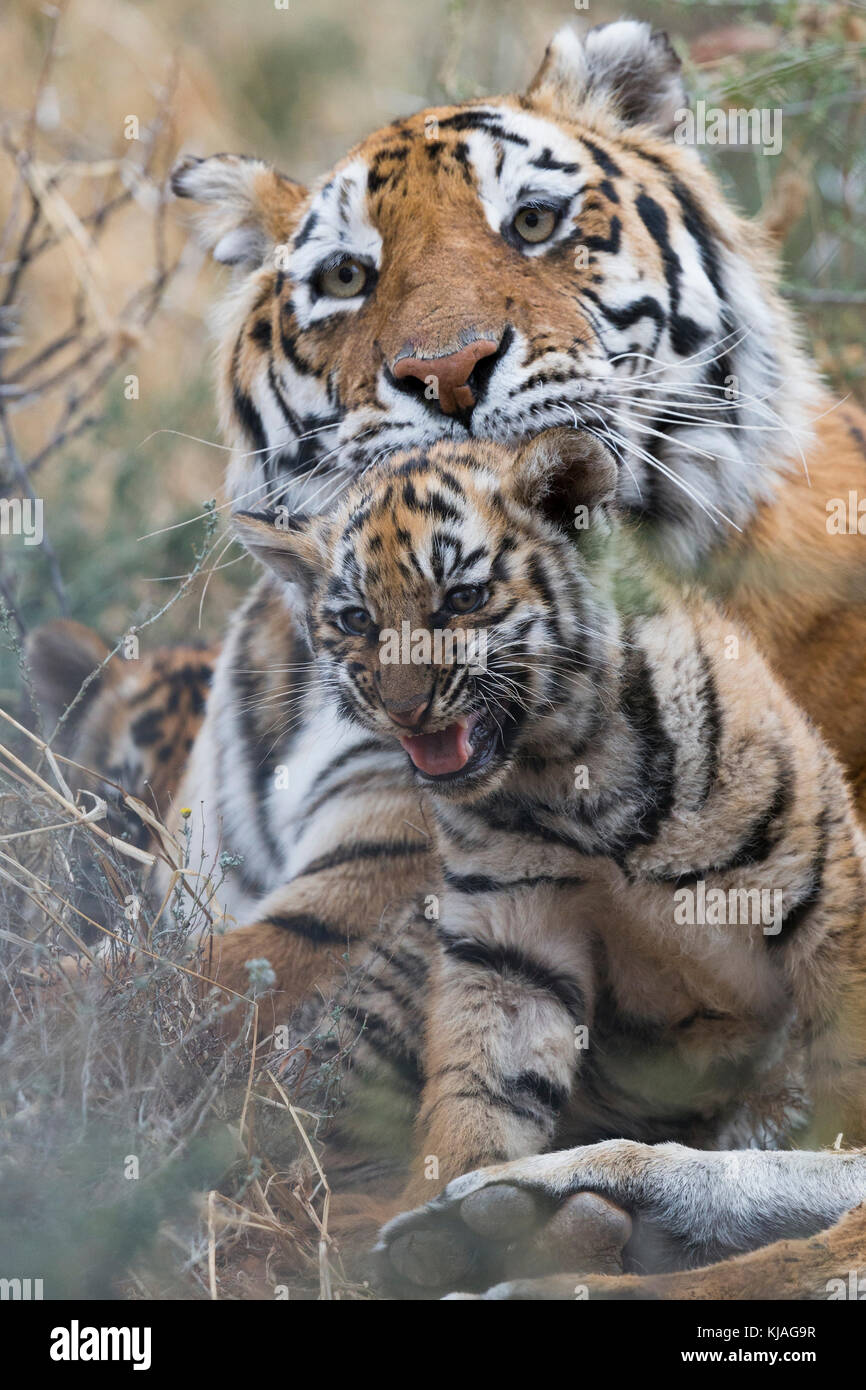 Baby Bengal Tigers Hugging