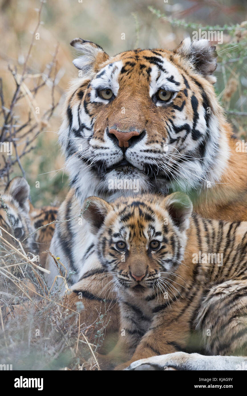 Asian (Bengal) Tiger (Panthera tigris tigris) , female preening her ...