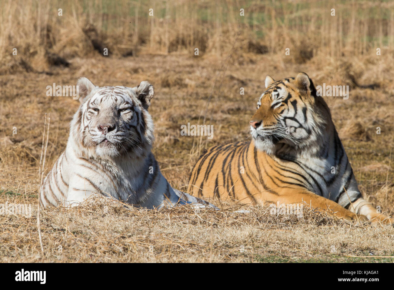 White Asian (Bengal) Tiger (Panthera tigris tigris), female resting ...