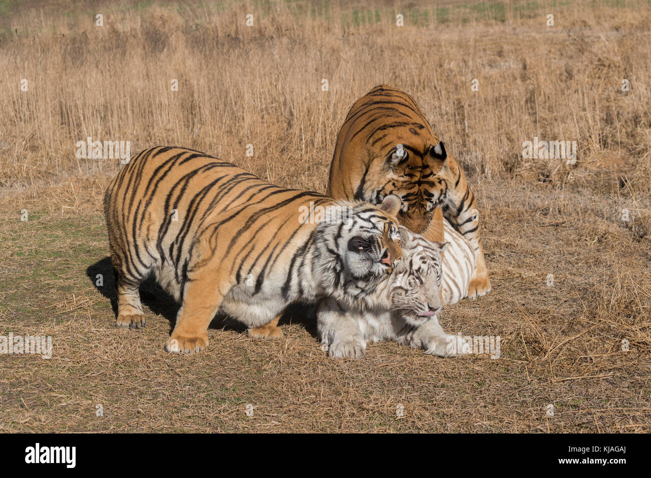 Asian (Bengal) Tiger (Panthera tigris tigris), two normal (males) and ...