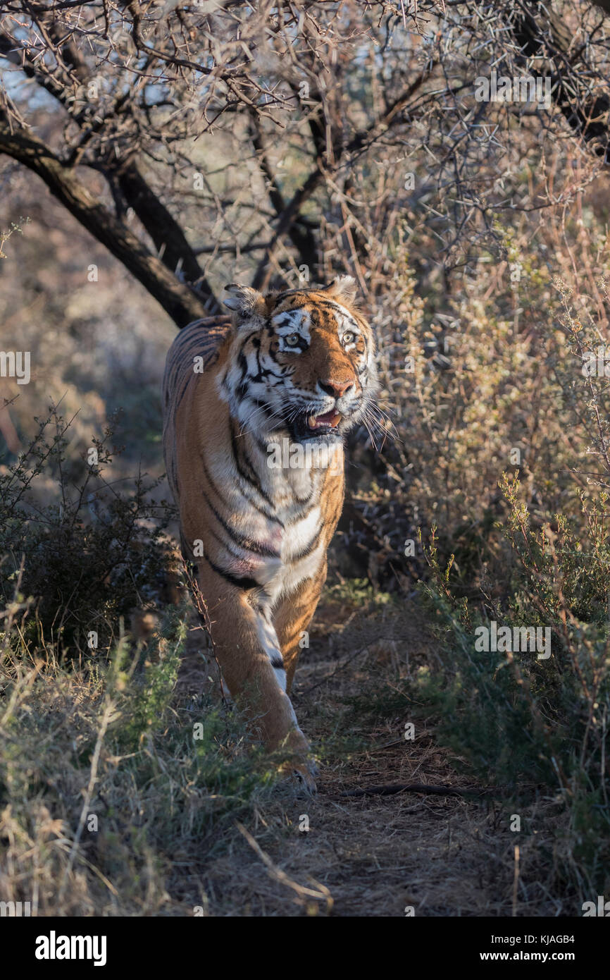 Asian (Bengal) Tiger (Panthera tigris tigris), female leaving her hide Stock Photo - Alamy