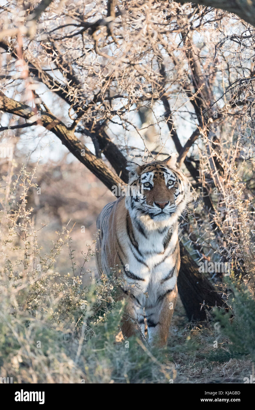 Asian (Bengal) Tiger (Panthera tigris tigris) in his hide Stock Photo - Alamy