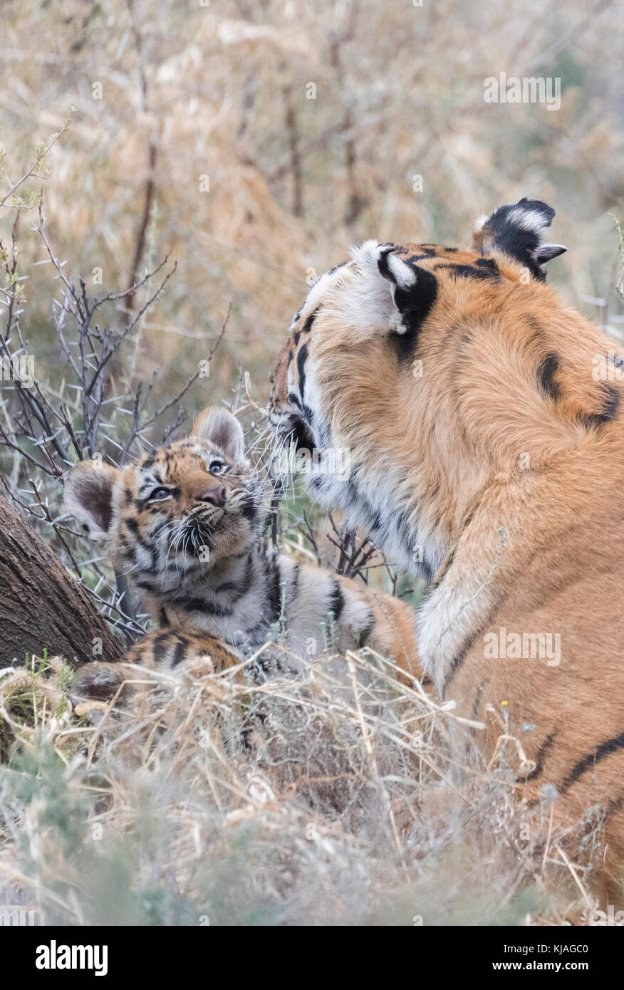 Female wild bengal tiger cub hi-res stock photography and images - Alamy