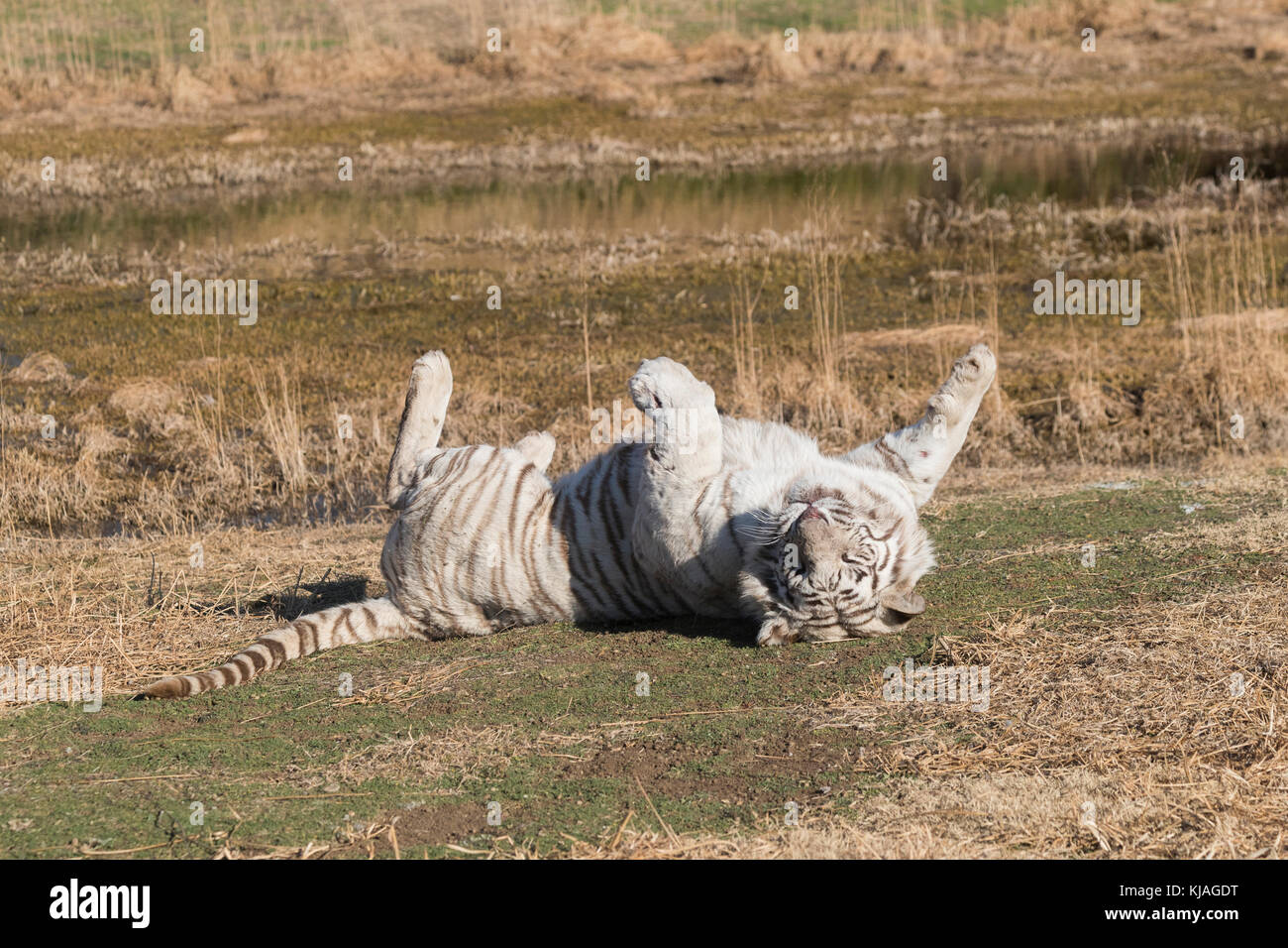 Tiger legs hi-res stock photography and images - Alamy