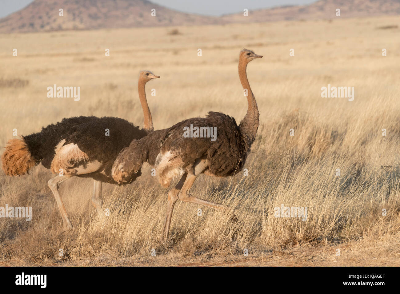 Ostrich (Struthio camelus), pair in the Upper Karoo Stock Photo - Alamy