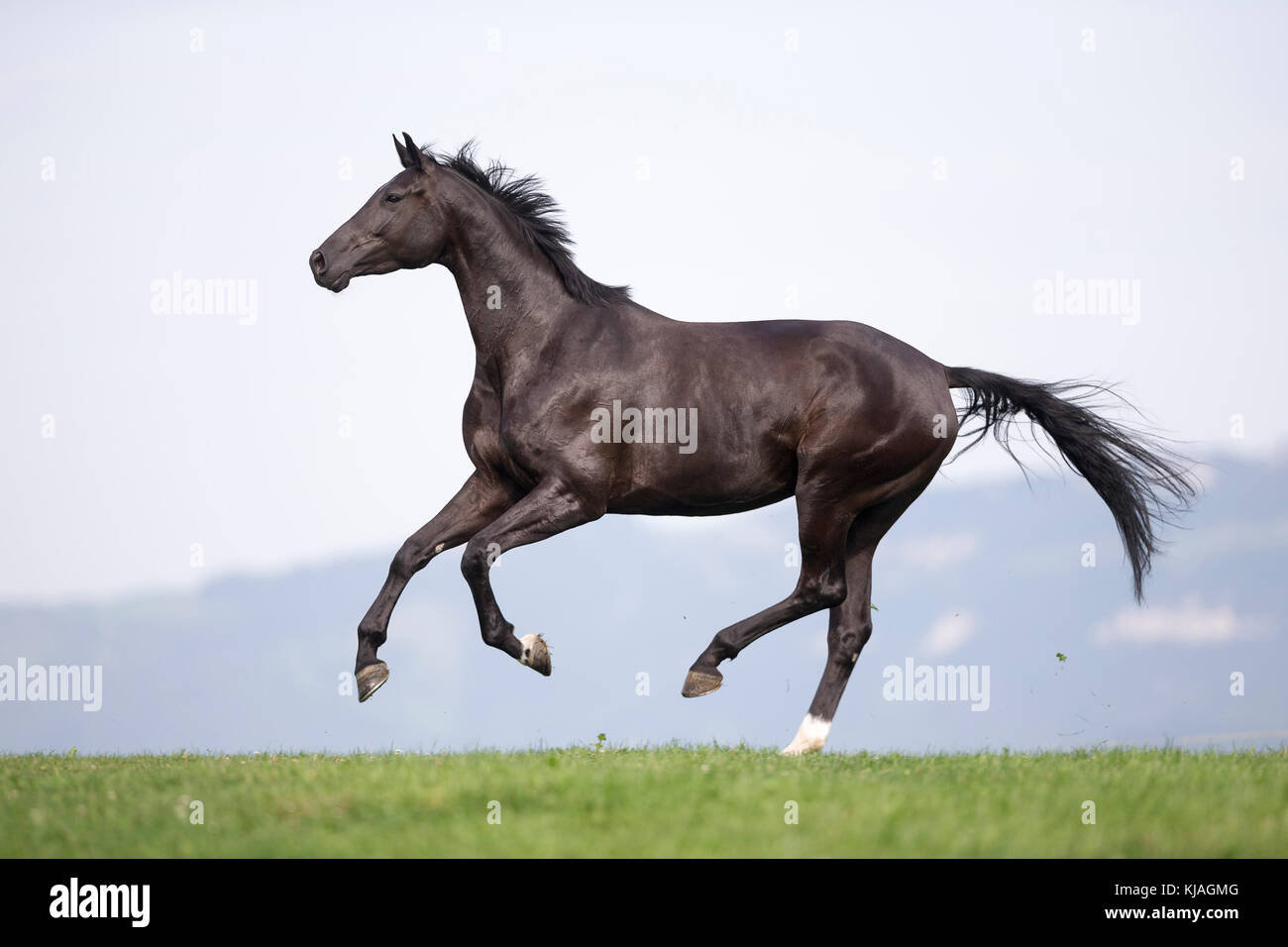 Gallop sequence hi-res stock photography and images - Alamy