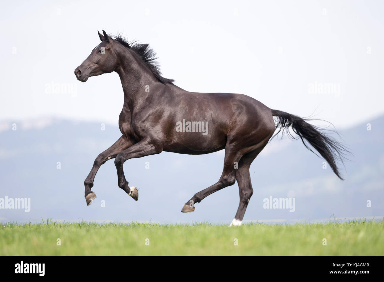 Oldenburg Horse. Black mare galloping on a pasture. Sequence ...