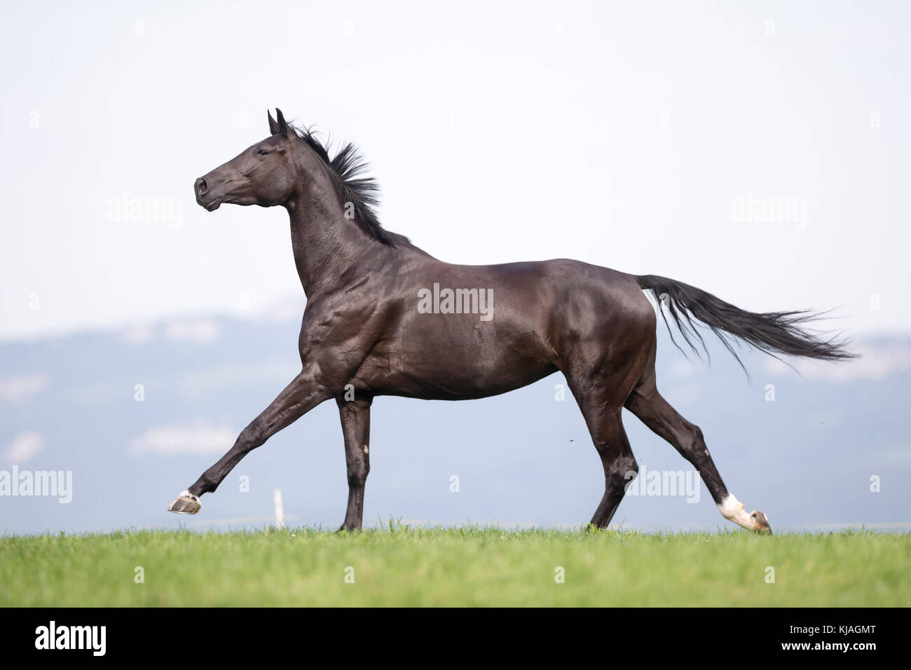 Oldenburg Horse. Black mare galloping on a pasture. Sequence ...