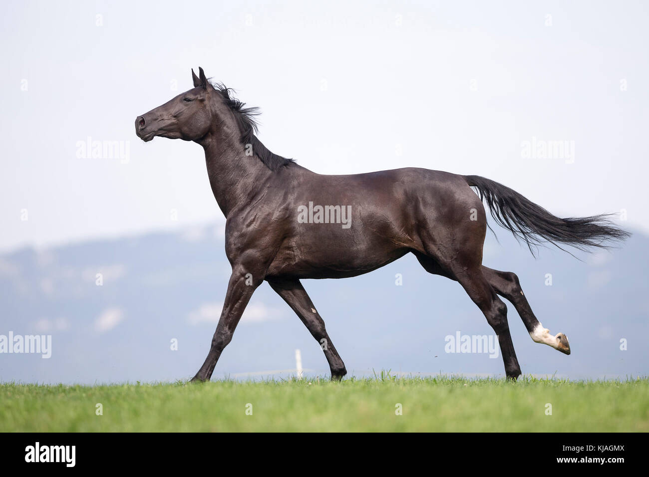 Oldenburg Horse. Black mare galloping on a pasture. Sequence ...