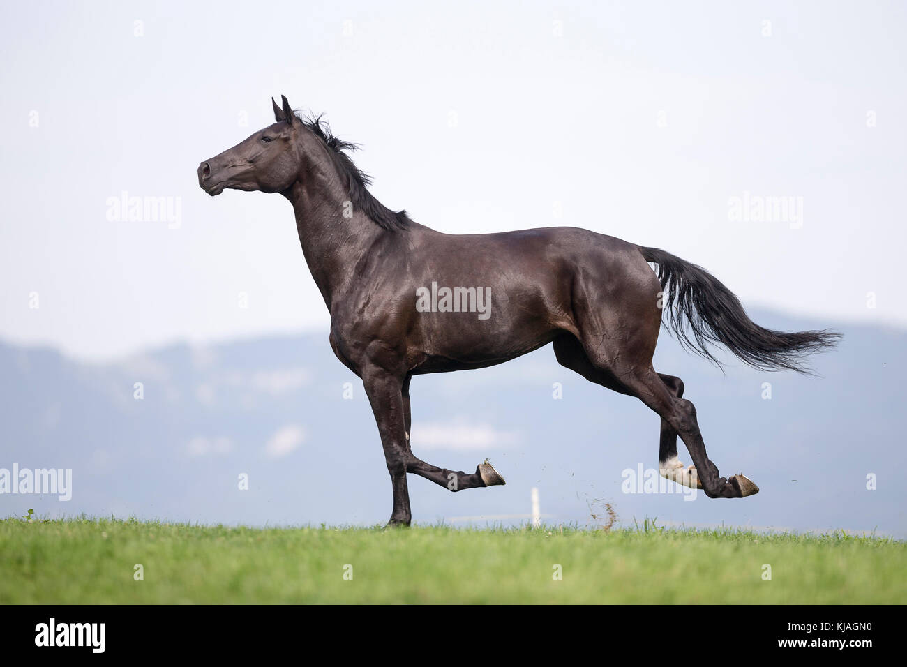 Oldenburg Horse. Black mare galloping on a pasture. Sequence ...
