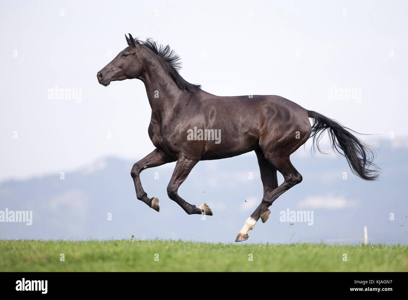 Oldenburg Horse. Black mare galloping on a pasture. Sequence ...