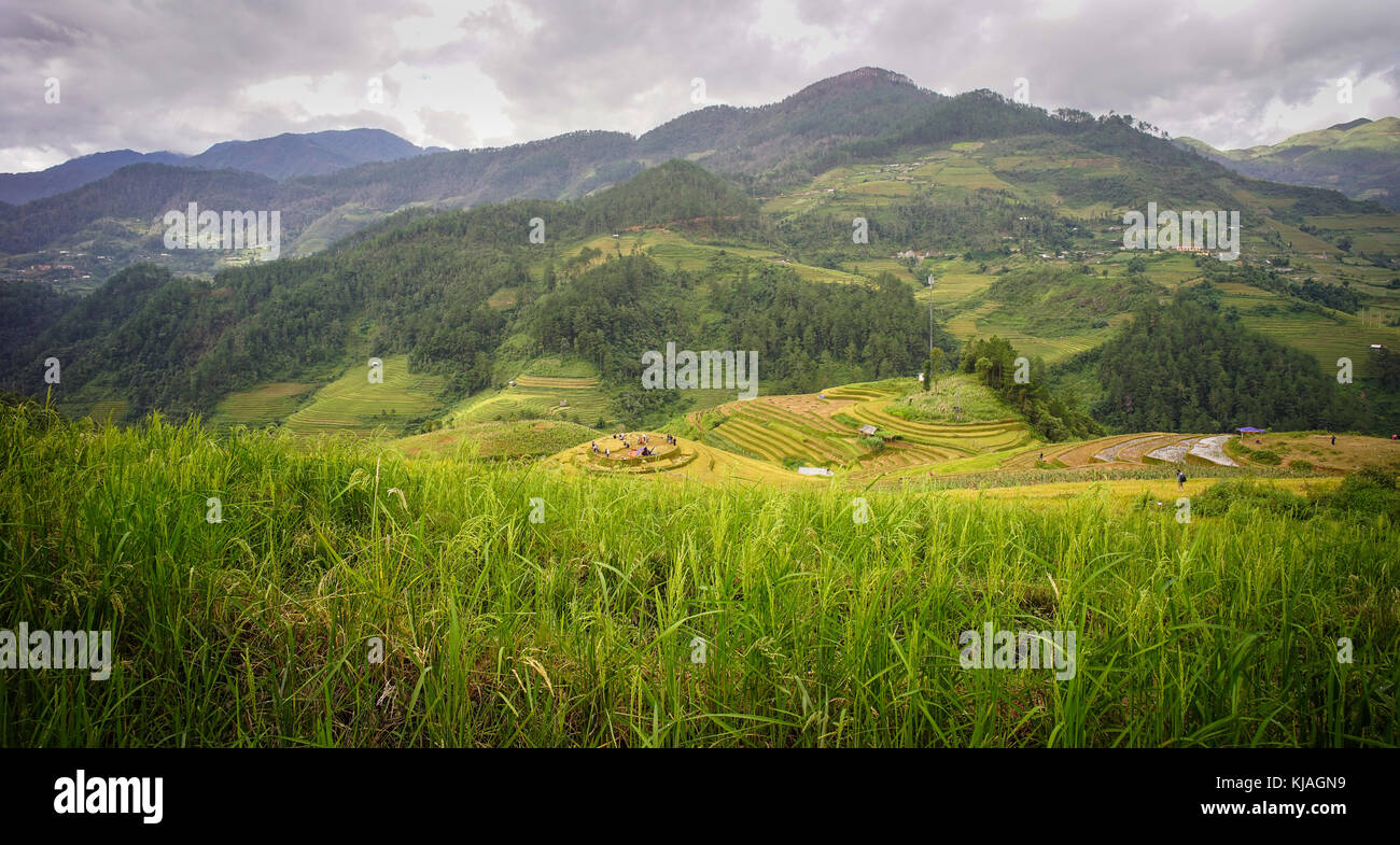 Terraced rice field in Mu Cang Chai, Vietnam. Rice terraces are slopes ...