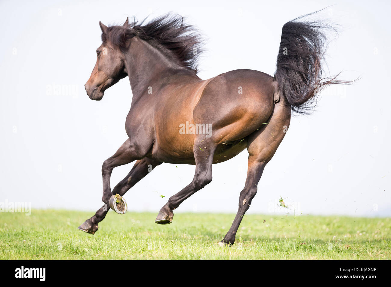 Morgan horse galloping hi-res stock photography and images - Alamy