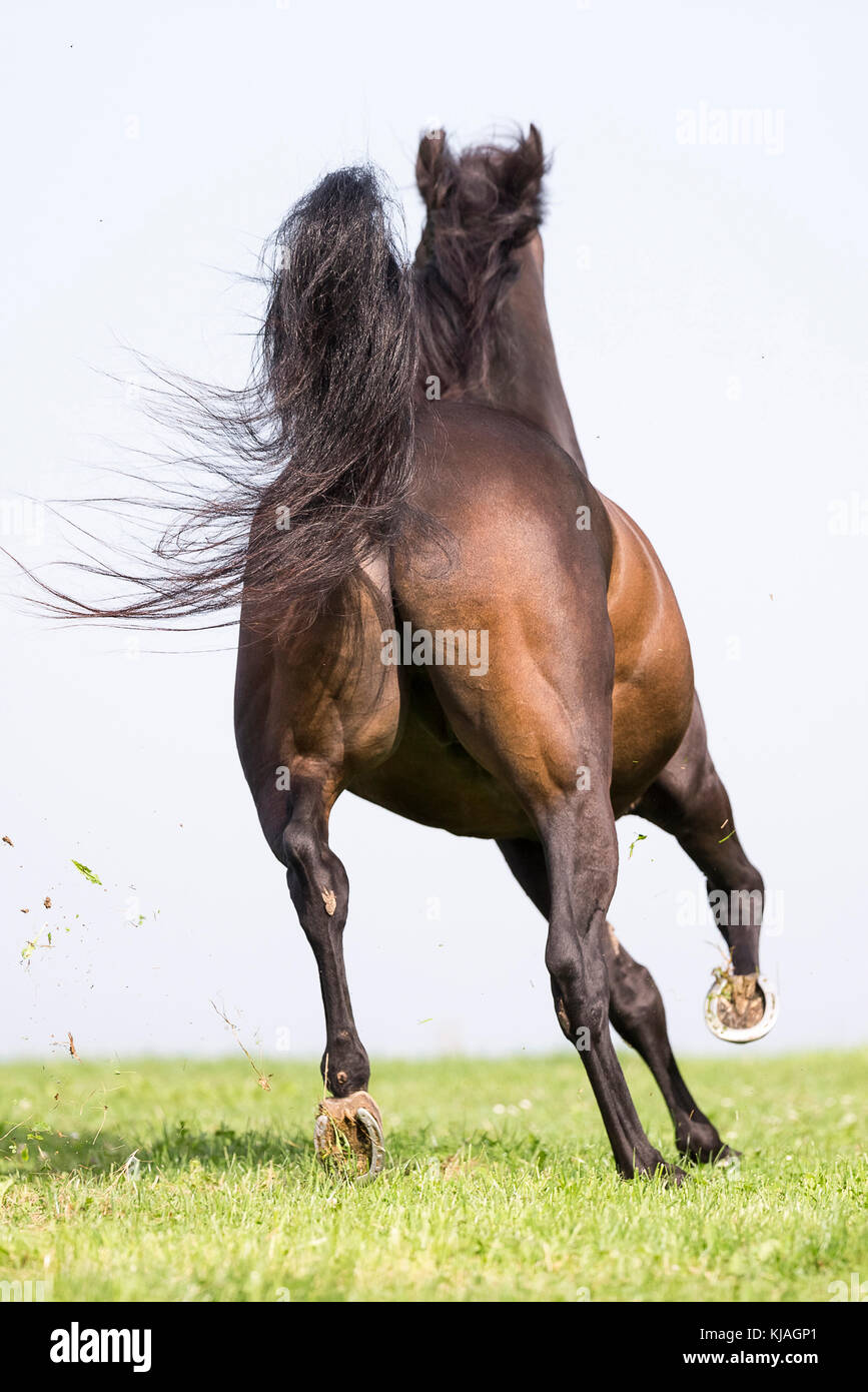 Morgan Horse. Bay gelding galloping on a pasture, seen from the rear ...