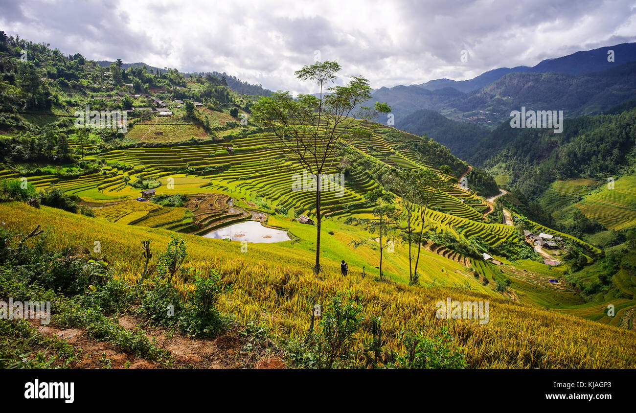 Terraced rice field in Northern Vietnam. Rice terraces are slopes ...