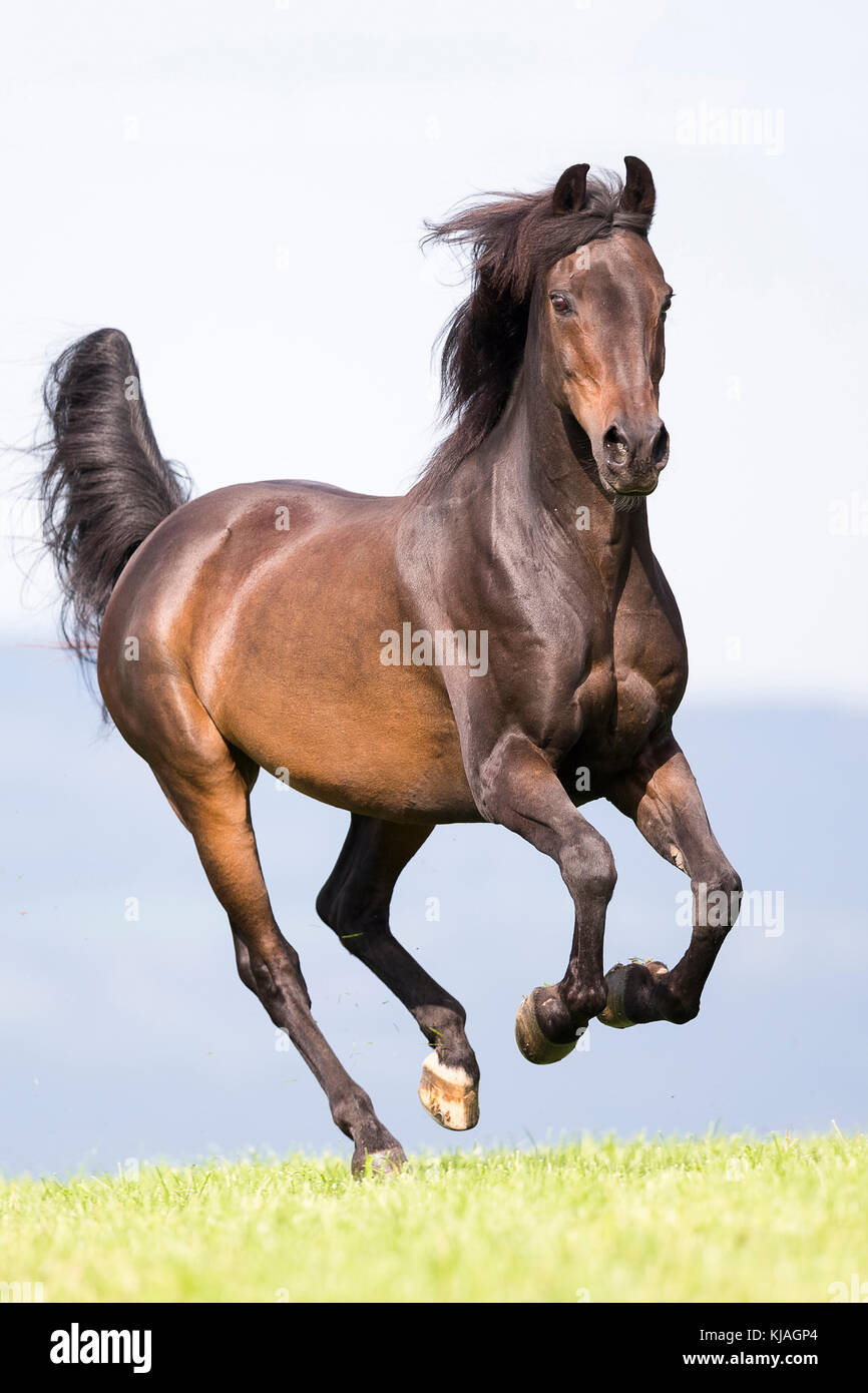 Morgan Horse. Bay gelding galloping on a pasture. Switzerland Stock ...