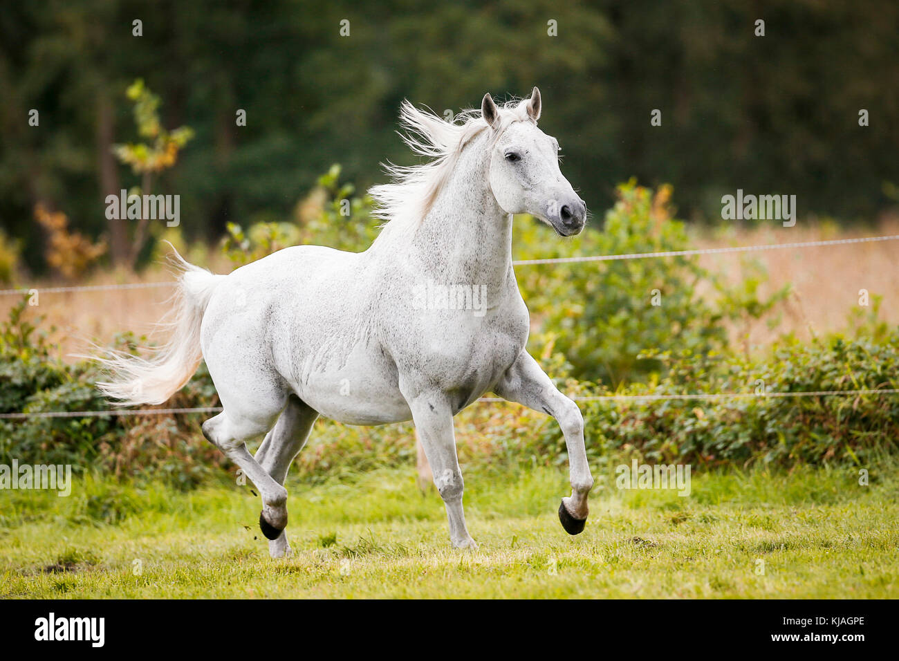 Trakehner. Gray gelding galloping on a pasture. Germany Stock Photo - Alamy