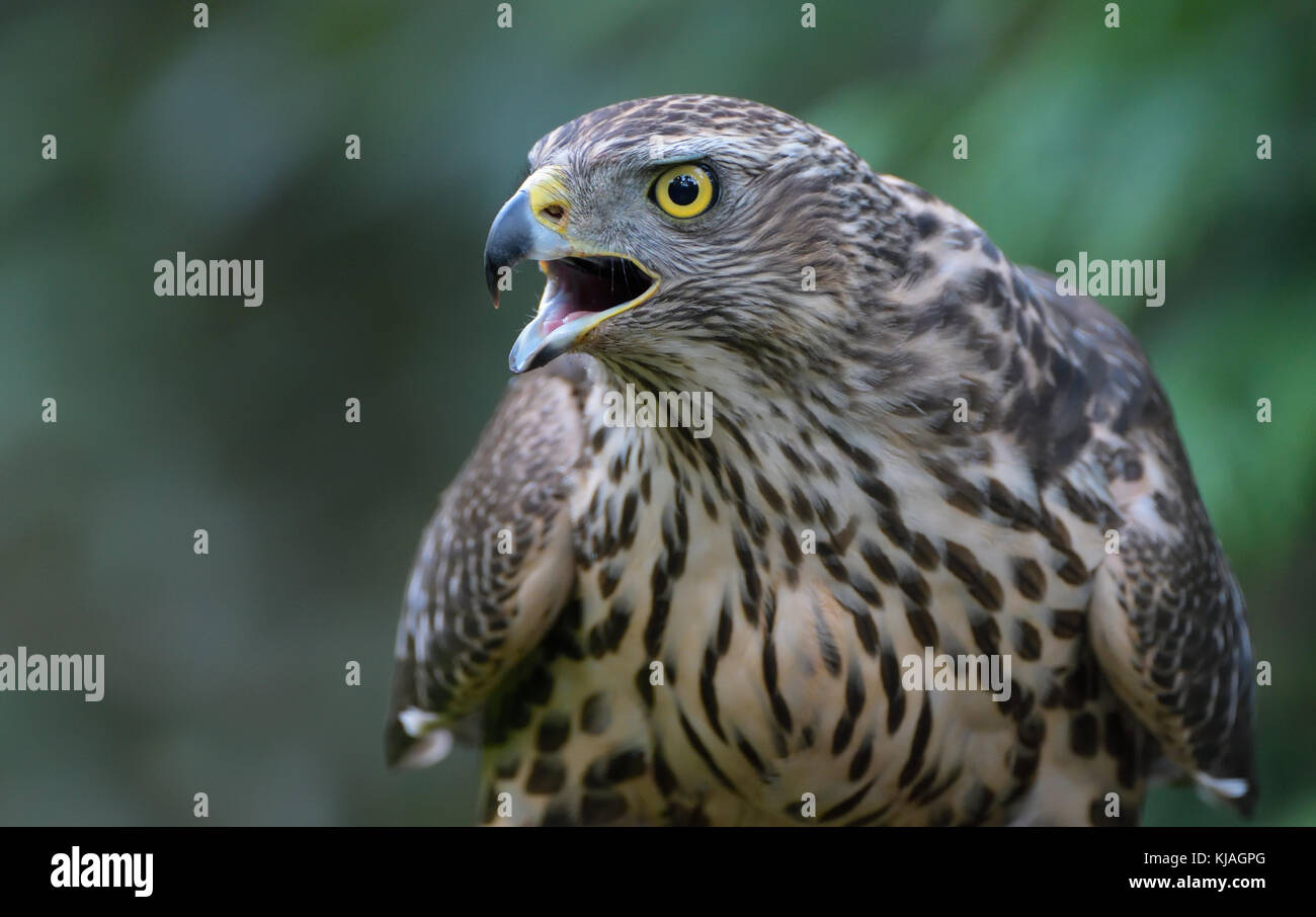 Northern Goshawk on a prey Stock Photo - Alamy