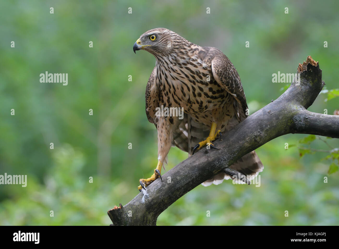 Northern Goshawk on a prey Stock Photo - Alamy