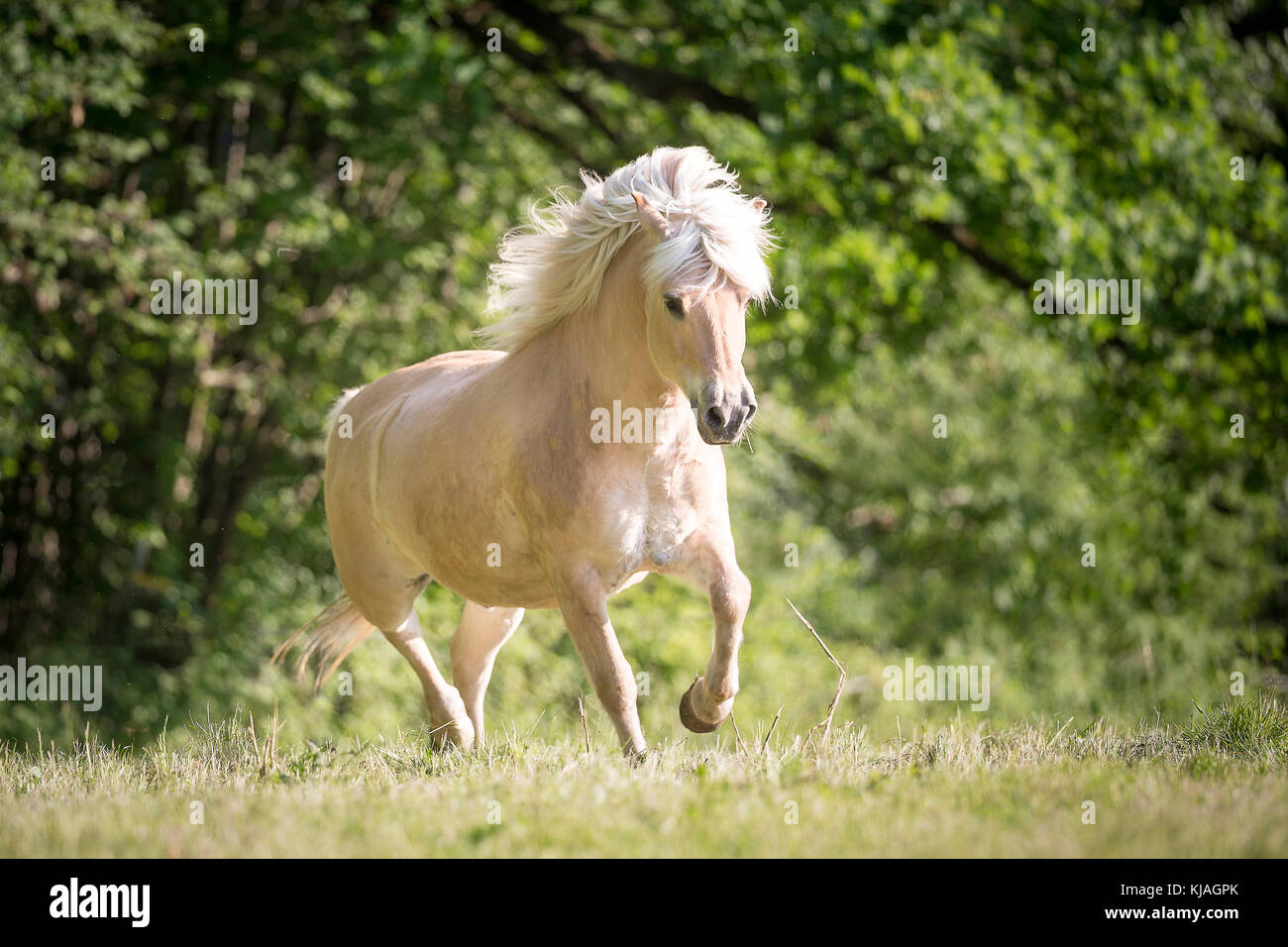 Norwegian Fjord Horse. Dun gelding galloping on a pasture. Austria ...